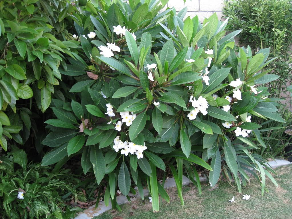 Plumeria White 'Samoan Fluff' Frangipani - 5 Seeds