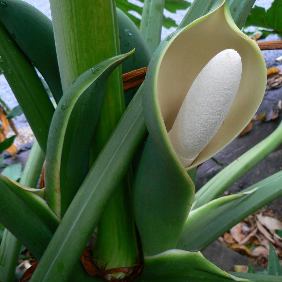 Lacy Tree Philodendron bipinnatifidum Selloum - 25 Seeds