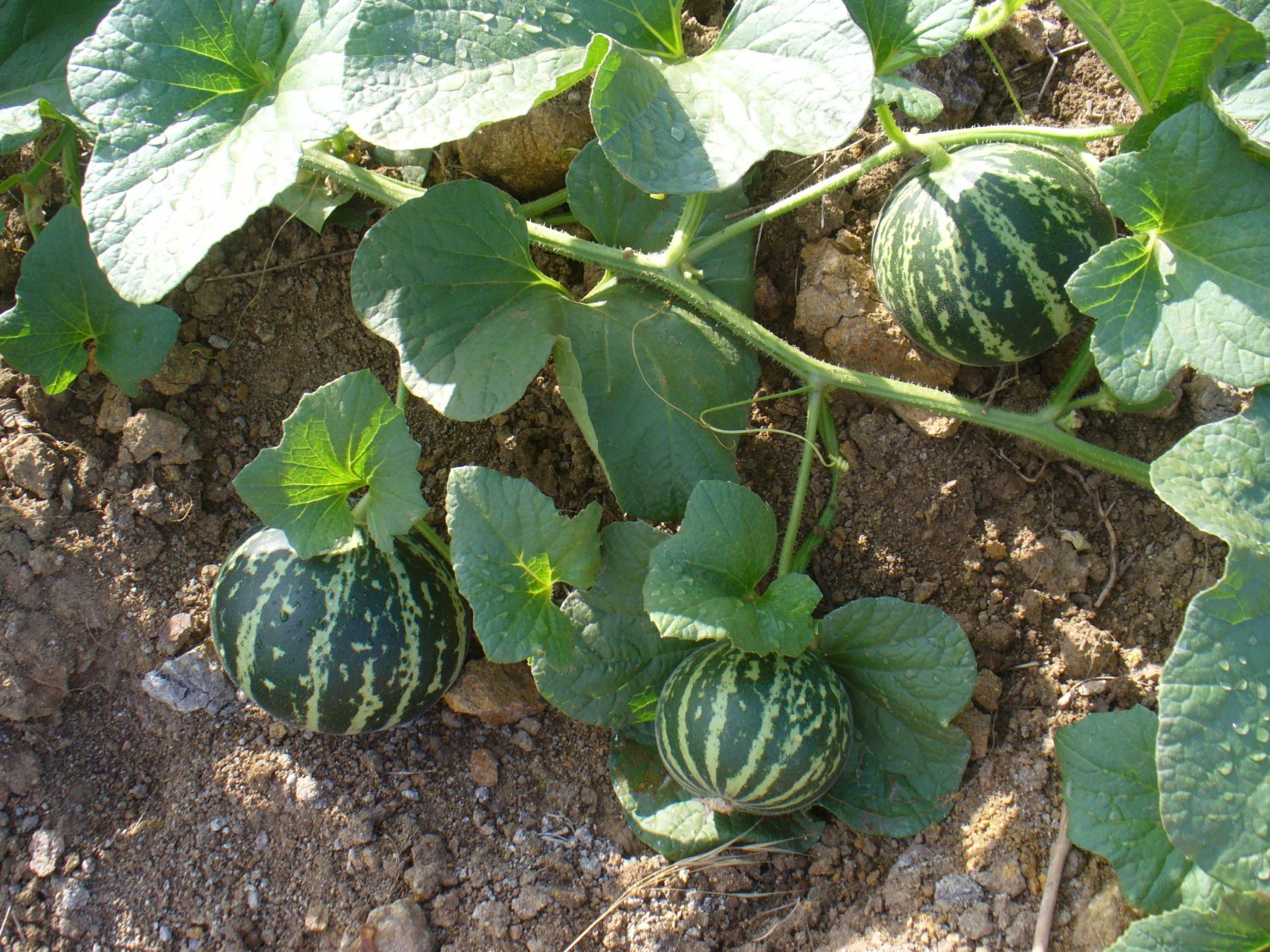 Tigger Tiger Miniature Personal Melon Heirloom Cucumis melo - 25 Seeds