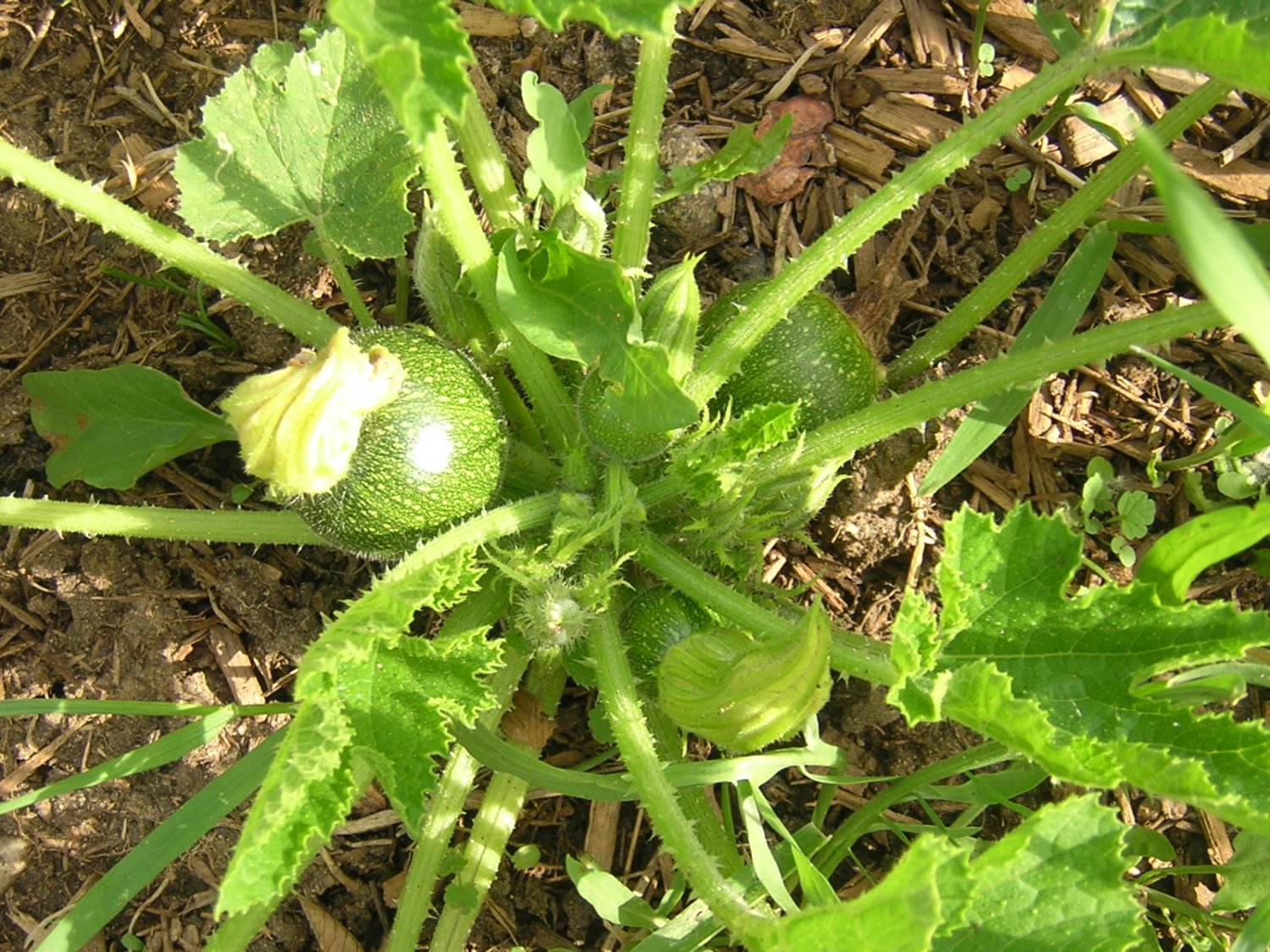 French Round Gourmet Ball Zucchini Summer Squash Ronde de Nice - 30 Seeds