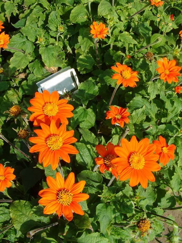 Mexican Sunflower Red Torch Tithonia rotundifolia - 100 seeds