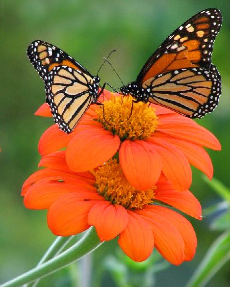 Mexican Sunflower Red Torch Tithonia rotundifolia - 100 seeds