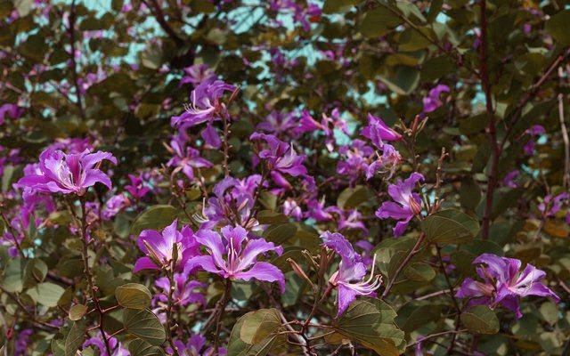 Tree Geranium Purple Orchid Tree Bauhinia purpurea - 5 Seeds