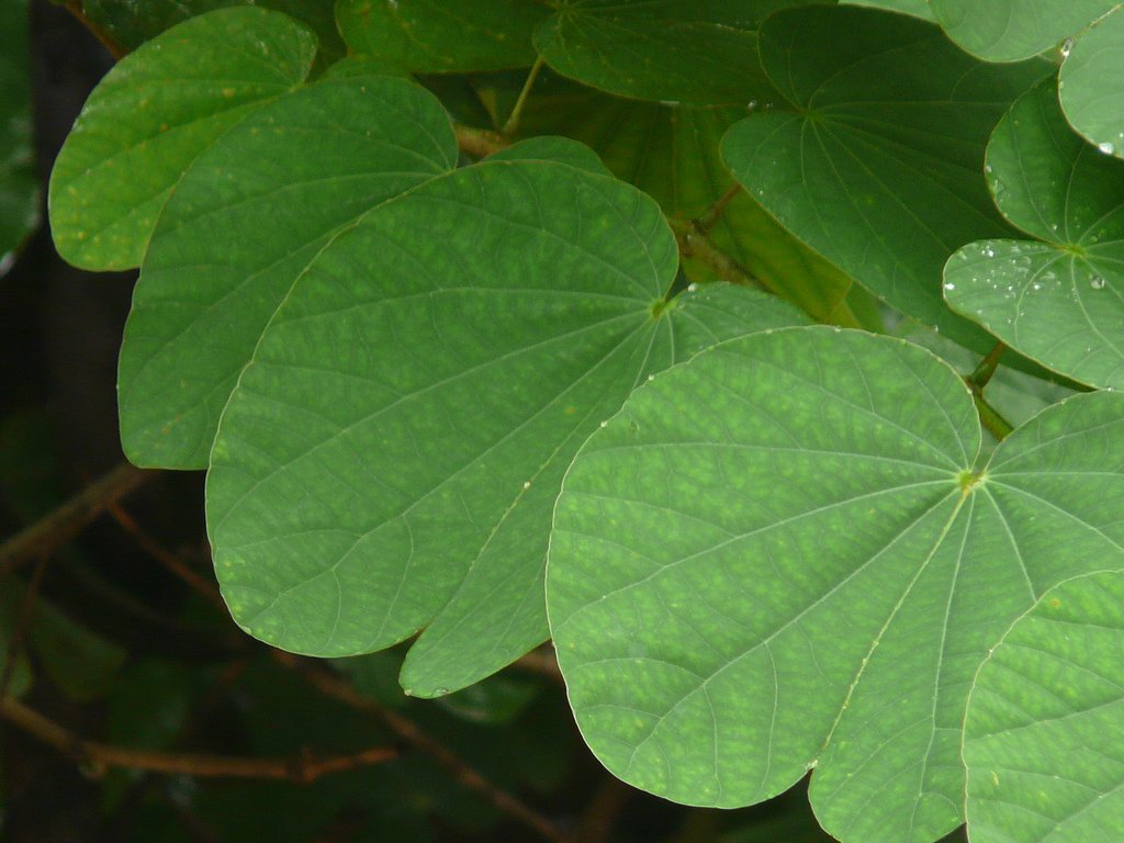 Tree Geranium Purple Orchid Tree Bauhinia purpurea - 5 Seeds
