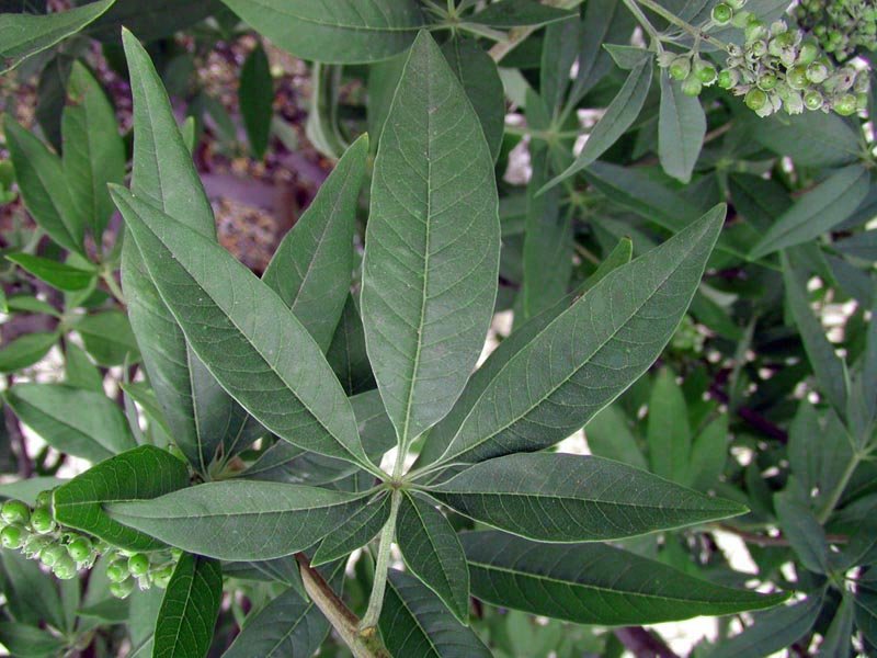 Blue Chaste Tree Texas Lilac Vitex agnus castus - 15 Seeds