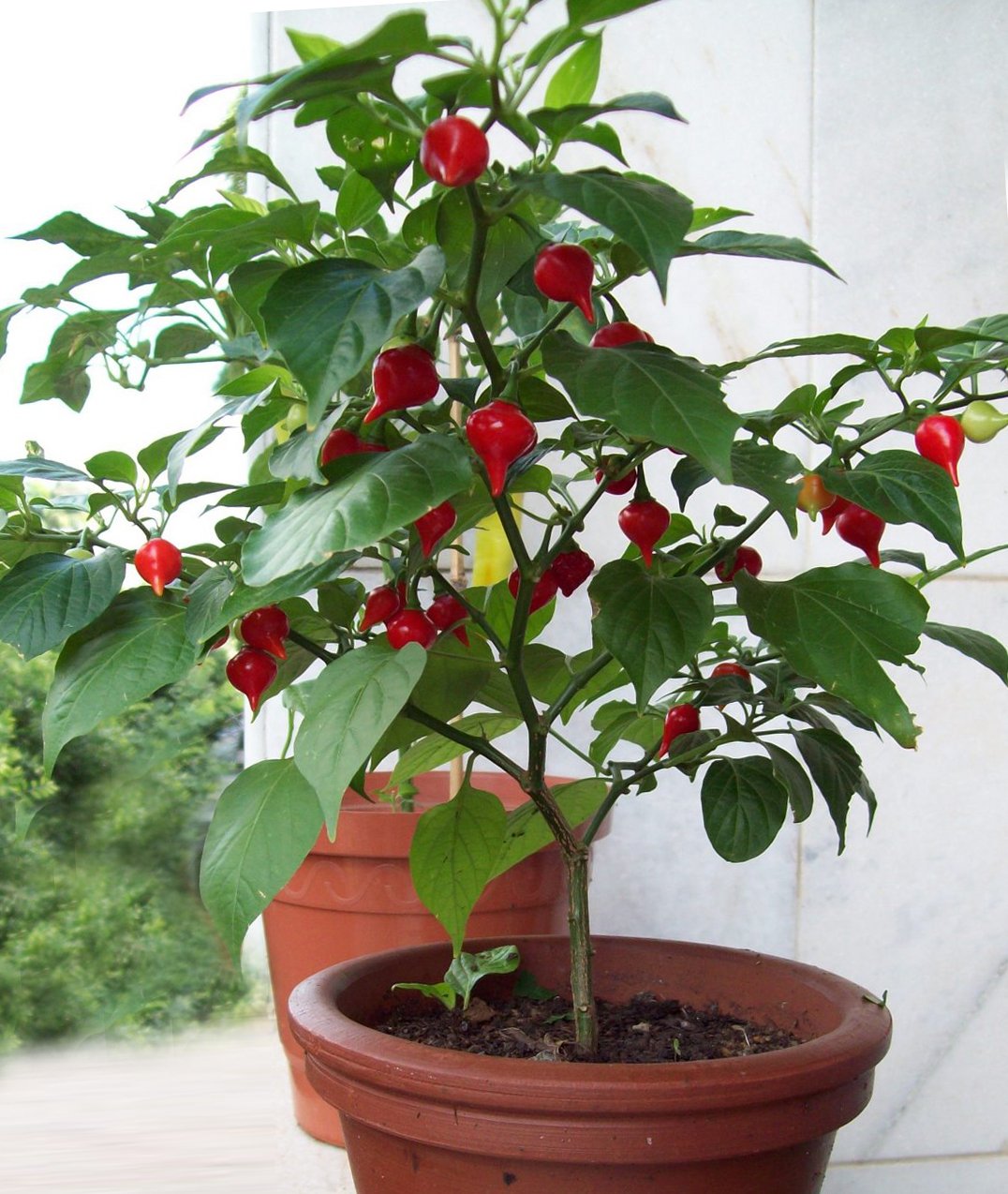 Rare Brazilian Gourmet Biquinho Pepper Pimenta De Bico - 20 Seeds