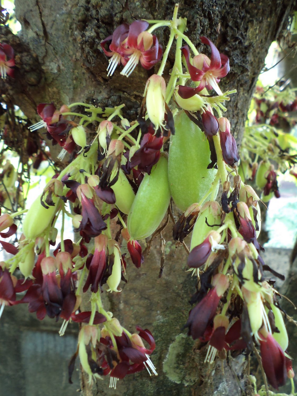 Kamias Tree Cucumber Averrhoa bilimbi - 5 Seeds