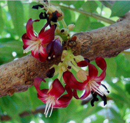 Kamias Tree Cucumber Averrhoa bilimbi - 5 Seeds