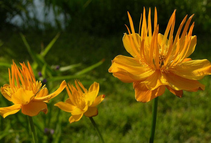 Chinese Globeflower Troll Flower Trollius chinensis 'Golden Queen' Rare ...