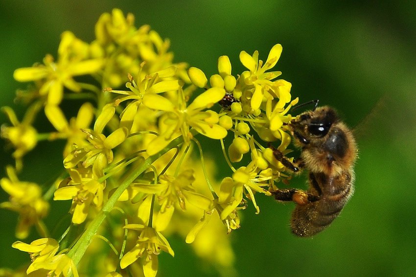Dyer's Indigo Organic Woad Radix Isatidis Isatis tinctoria - 30 Seeds
