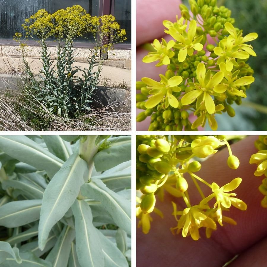 Dyer's Indigo Organic Woad Radix Isatidis Isatis tinctoria - 30 Seeds