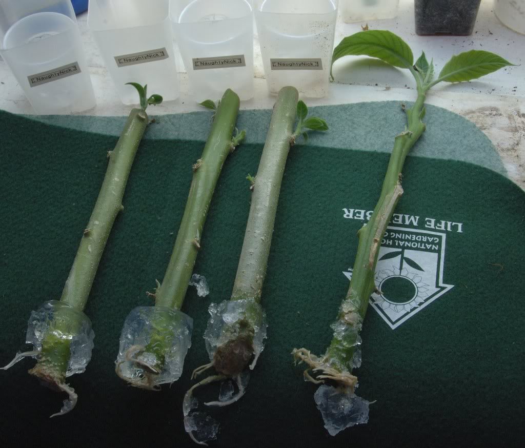 Crystal Soil Polymer Water Retention Agent for Plants and Seeds