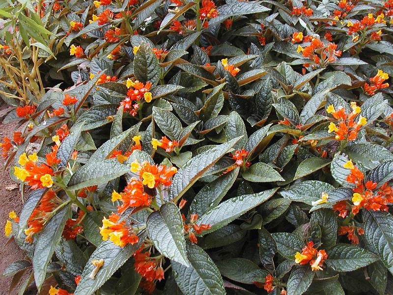 Sunset Bells Chrysothemis pulchella - 20 Seeds