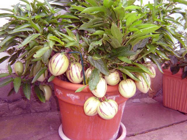 Rare Gourmet Heirloom Melon Pear Pepino Dulce Solanum muricatum - 15 Seeds
