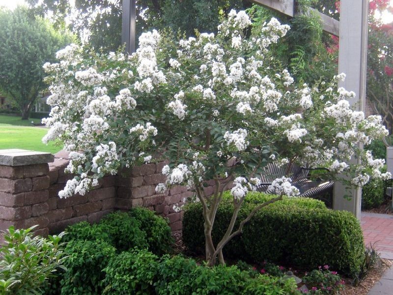 Snow White Crape Myrtle Lagerstroemia indica alba - 40 Seeds