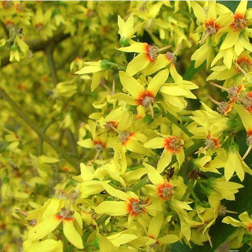 Spectacular Chinese Rain Tree Koelreuteria bipinnata - 10 Seeds