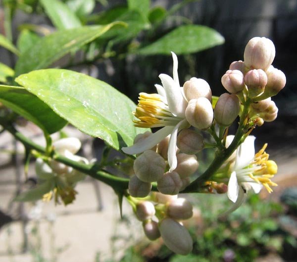 Mexican Key Lime Citrus aurantifolia - 8 Seeds