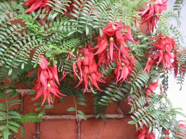 Rare Red Lobster Claw Kaka Beak Clianthus puniceus Rosea - 5 Seeds