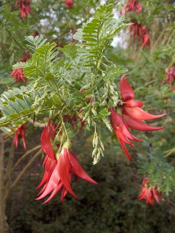 Red Lobster Claw Kowai Ngutu Kaka Beak Clianthus puniceus Rosea - 5 Seeds