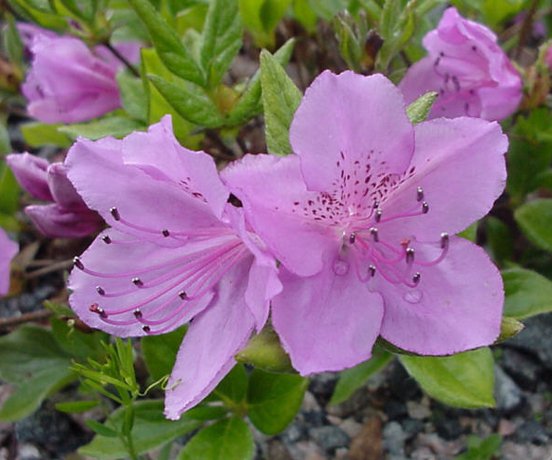 Korean Azalea Rhododendron Yedoense - 10 Seeds