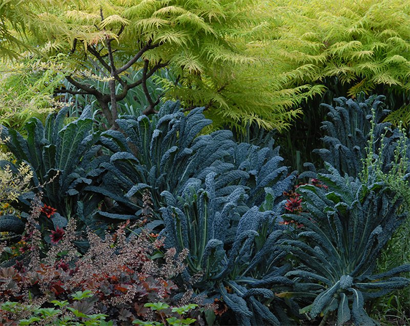 Rare Heirloom Vegetable Black Tuscan Palm Kale Lacinato Brassica ...