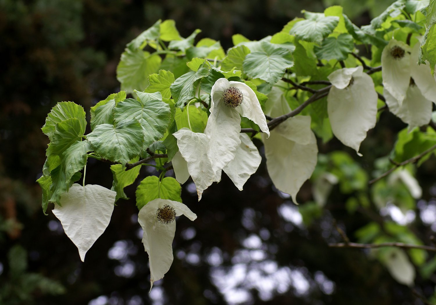 Hardy Handkerchief Tree Davidia involucrata - 2 Seed Nuts