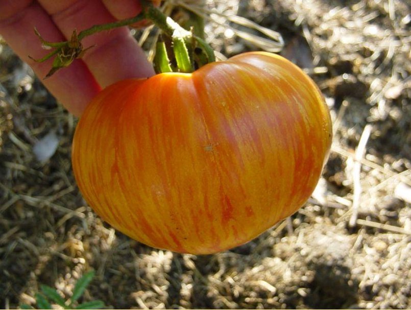 Rare Organic Heirloom Copia Tomato Lycopersicon lycopersicum - 25 Seeds