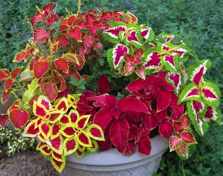 Colorful Coleus Mix Solenostemon scutellarioides - 100 Seeds