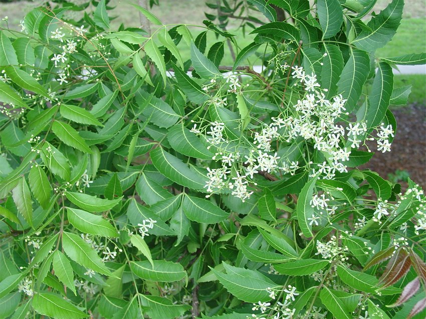 Neem Azadirachta indica - 10 Seeds