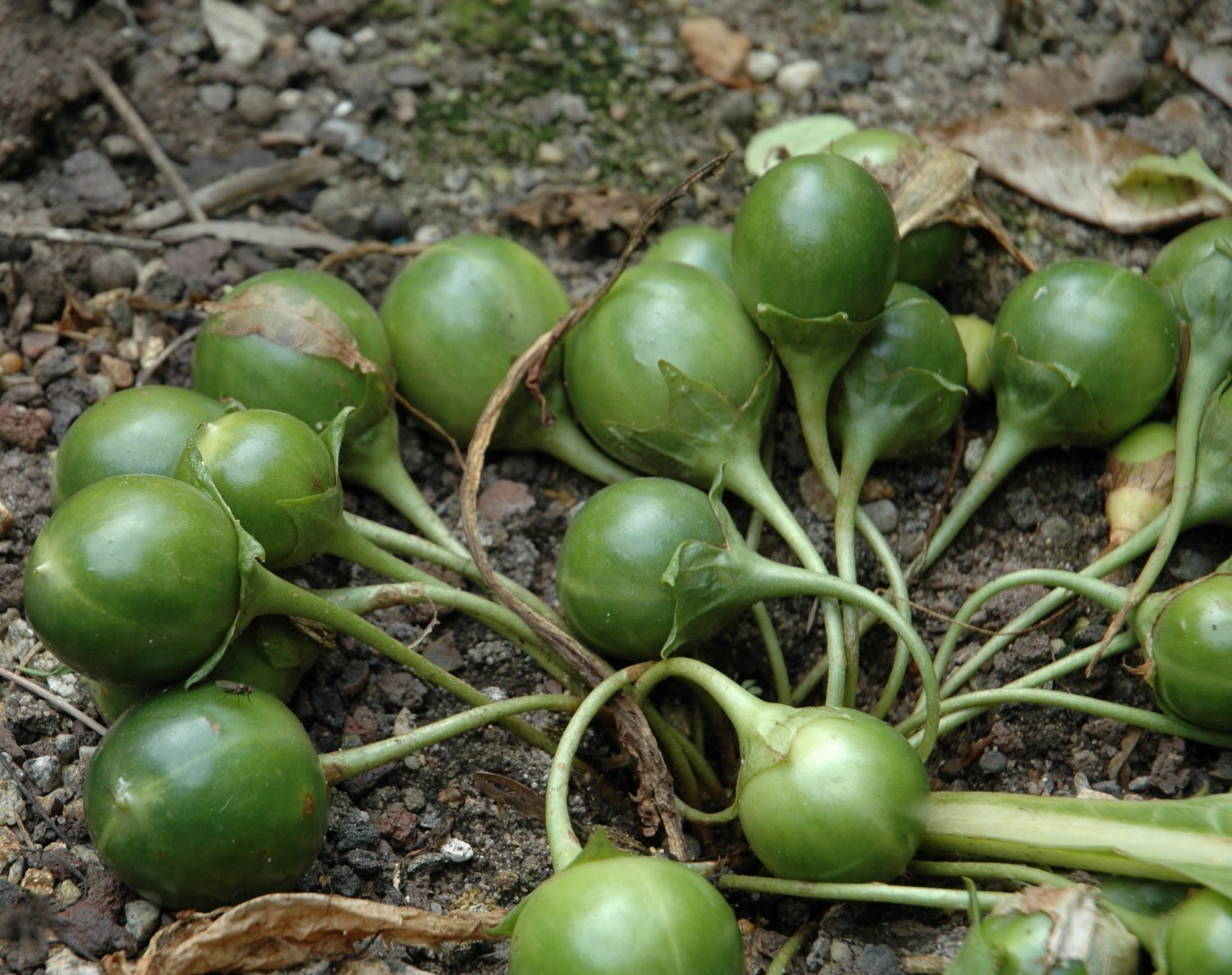 Rare Alraun Mandrake Root Atropa Mandragora officinarum - 5 Seeds