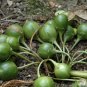 Rare Alraun Mandrake Root Atropa Mandragora officinarum - 5 Seeds