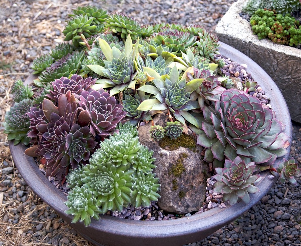 Mixed Cactus Hen and Chick's Succulents Sempervivum - 50 Seeds