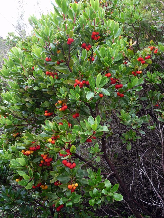 Madrone Killarney Strawberry Tree Arbutus Unedo - 15 Seeds