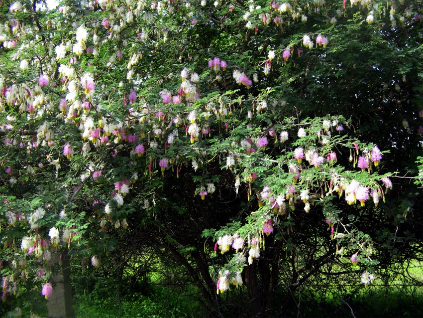 Princess Earrings Sickle Bush Dichrostachys cinerea - 5 Seeds