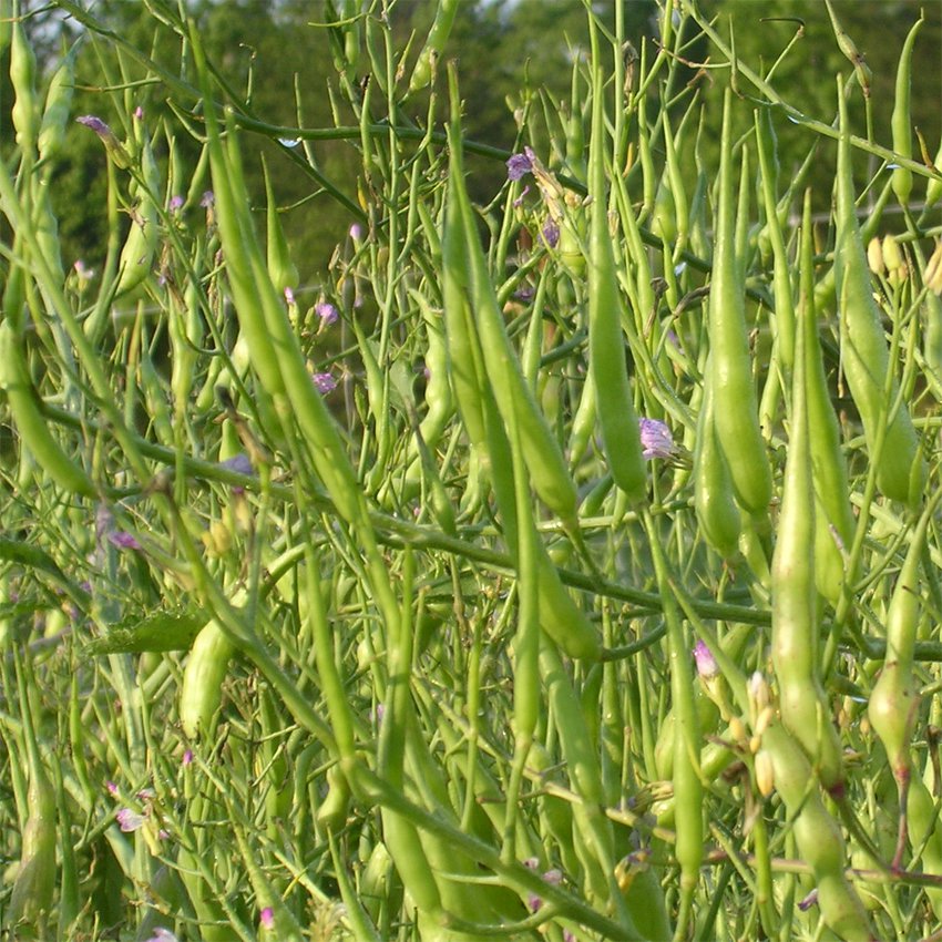 Rare Heirloom Podding Rat's Tail Radish Raphanus caudatus mougri - 30 Seeds