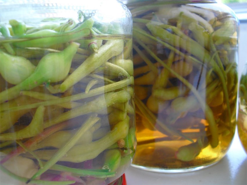 Rare Heirloom Podding Rat's Tail Radish Raphanus caudatus mougri - 30 Seeds