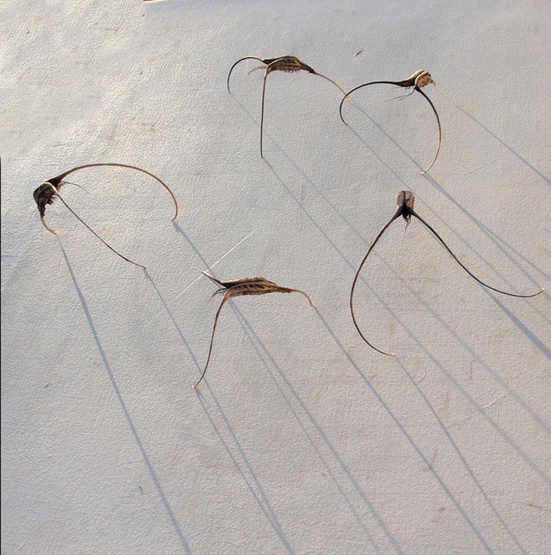 Unusual Devils Claw Unicorn Plant Proboscidea parviflora - 10 Seeds