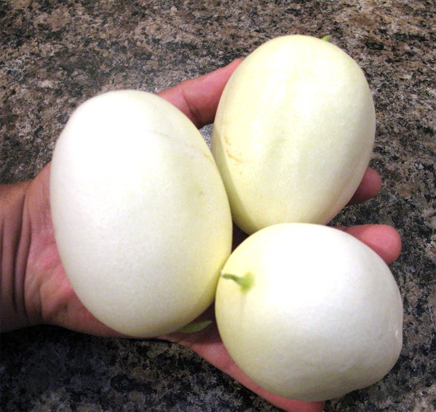 Rare Heirloom Unique Dragon's Egg Cucumber Cucumis Sativis - 10 Seeds