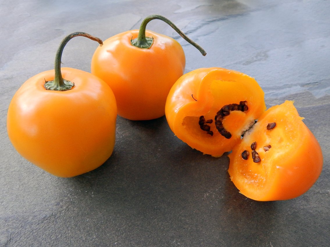 HOT! Yellow Rocoto Peruvian Tree Chile Pepper Manzano Capsicum ...