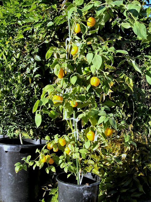 HOT! Yellow Rocoto Peruvian Tree Chile Pepper Manzano Capsicum ...