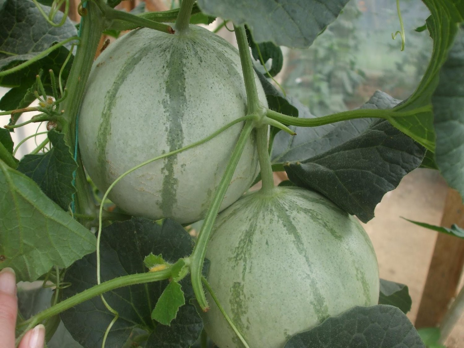 Rare Canadian Heirloom Oka Melon Bizard Island Strain Cucumis Melo - 25 ...