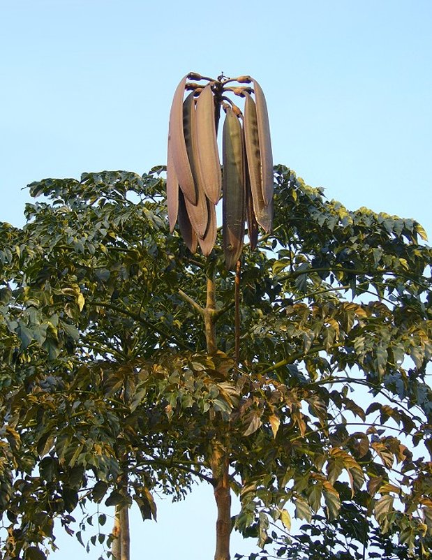 Rare Tree of Damocles Broken Bones Tree Midnight Horror Oroxylum ...