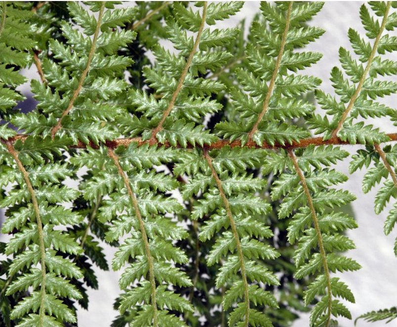 New Zealand Wheki Ponga Fern Tree Dicksonia fibrosa - 100 Seeds Spores