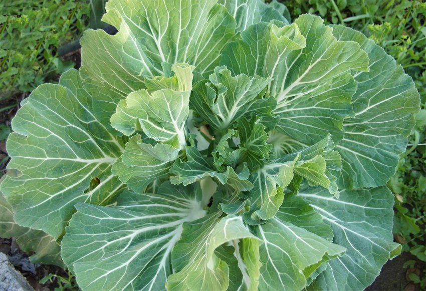 Rare Heirloom Portuguese Cabbage Couve Tronchuda Brassica oleracea ...