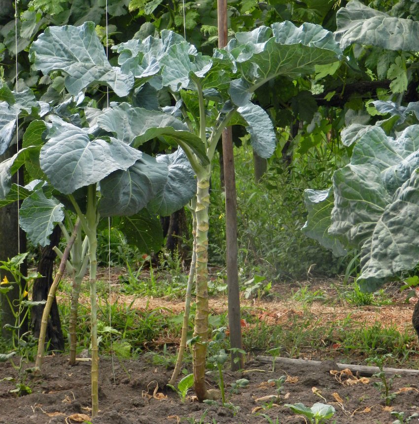 Rare Jersey Giant Walking Stick Kale Brassica oleracea longata - 20 Seeds