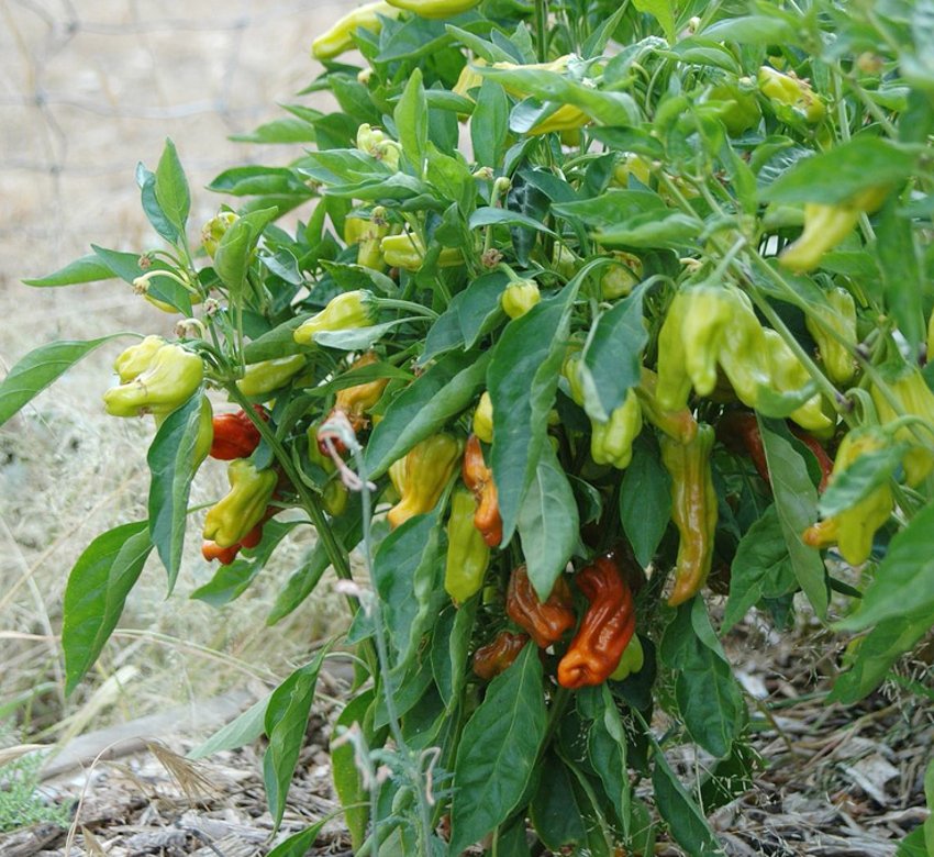 Italian Heirloom Peperone Pepperoncini Capsicum annuum - 30 Seeds