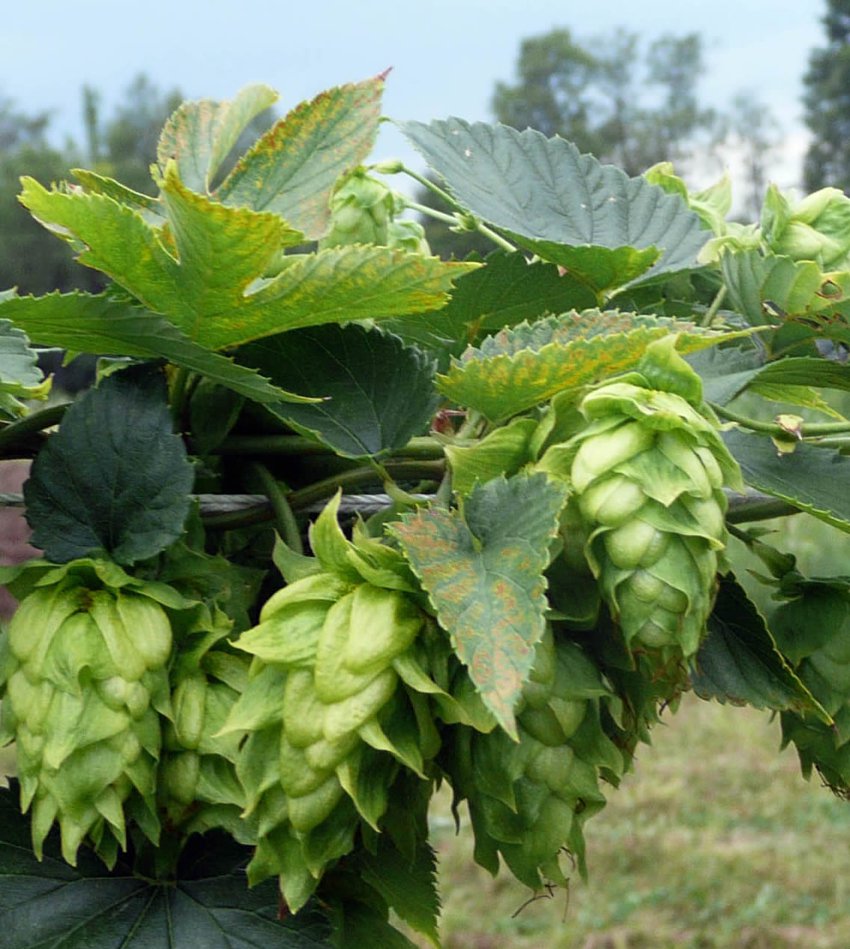 Organic Heirloom Hops Humulus lupulus - 20 Seeds