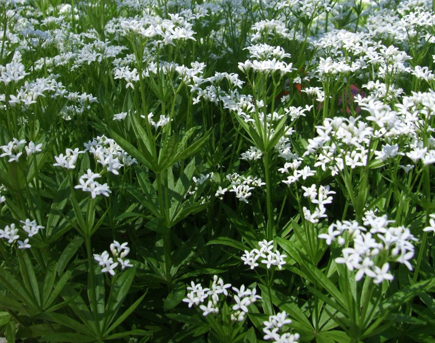 Organic Herb Wild Waldmeister Sweet Woodruff Asperula odorata - 20 Seed