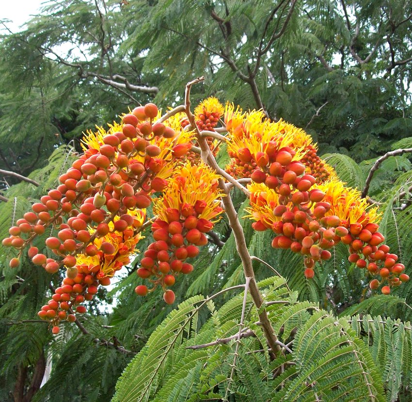 Unusual Colville's Glory Tree Colvillea racemosa - 5 Seeds