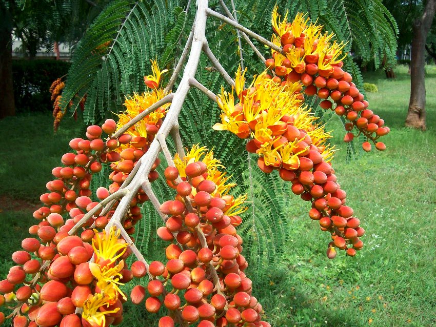 Unusual Colville's Glory Tree Colvillea racemosa - 5 Seeds